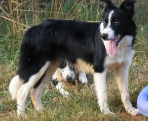 Brody Erickson - Peaceful Paws Mortuary & Crematory, LLC