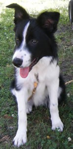 Brody Erickson - Peaceful Paws Mortuary & Crematory, LLC