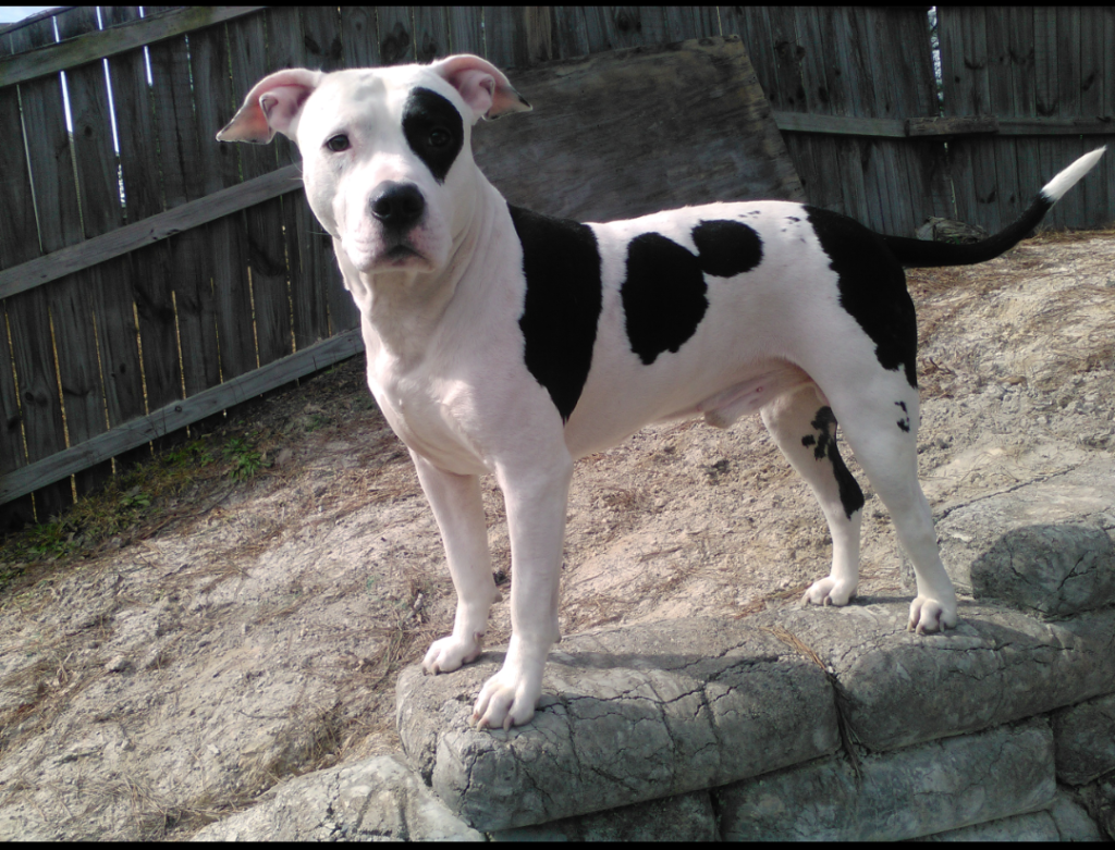 Mickey Ward Garneau - Peaceful Paws Mortuary & Crematory, LLC