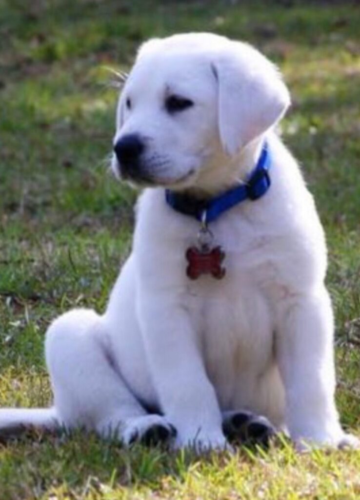 Kody Edwards - Peaceful Paws Mortuary & Crematory, LLC